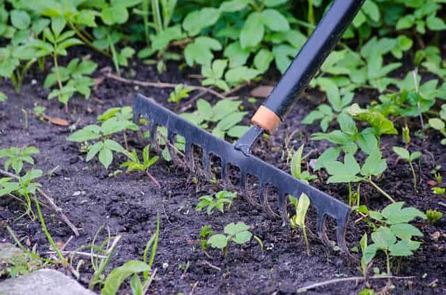 Backyard Gardening | GardeningT.com